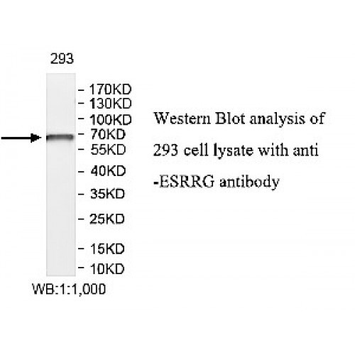 ESRRG Antibody Supplier | CAS | AOBIOUS